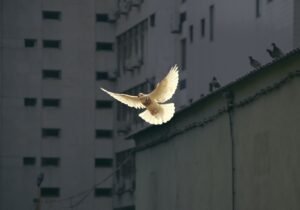 The Importance of Peace: Understanding its Significance in Our World ...